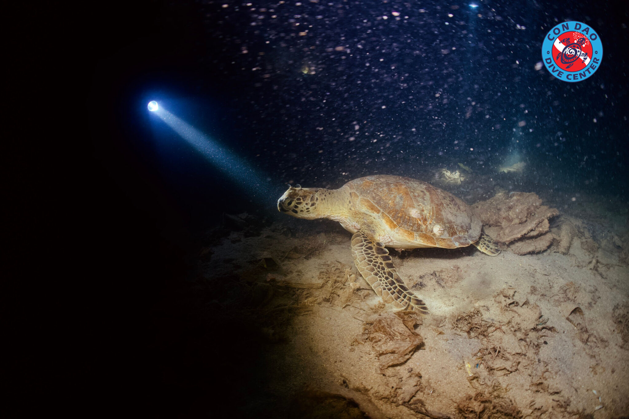 1 tank & 2 tank NIGHT DIVE - Con Dao Dive Center